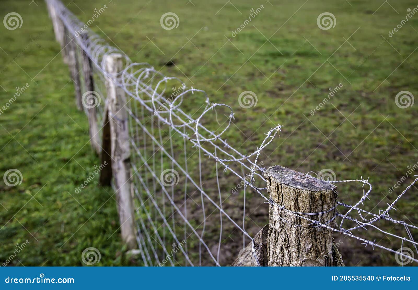 Barbed wire immigration stock photo. Image of freedom - 205535540