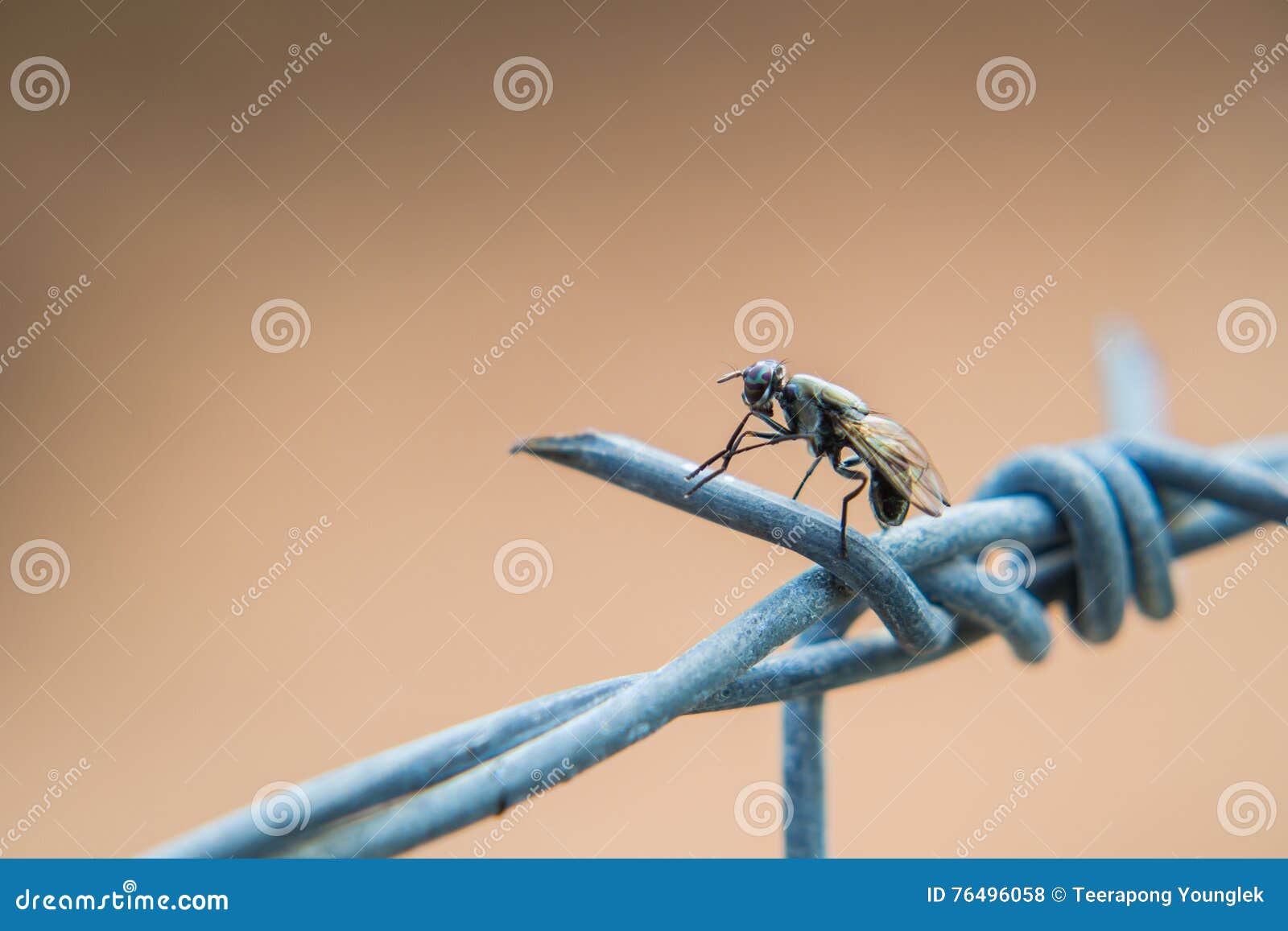 Barbed wire and insect. stock photo. Image of dragonfly - 76496058