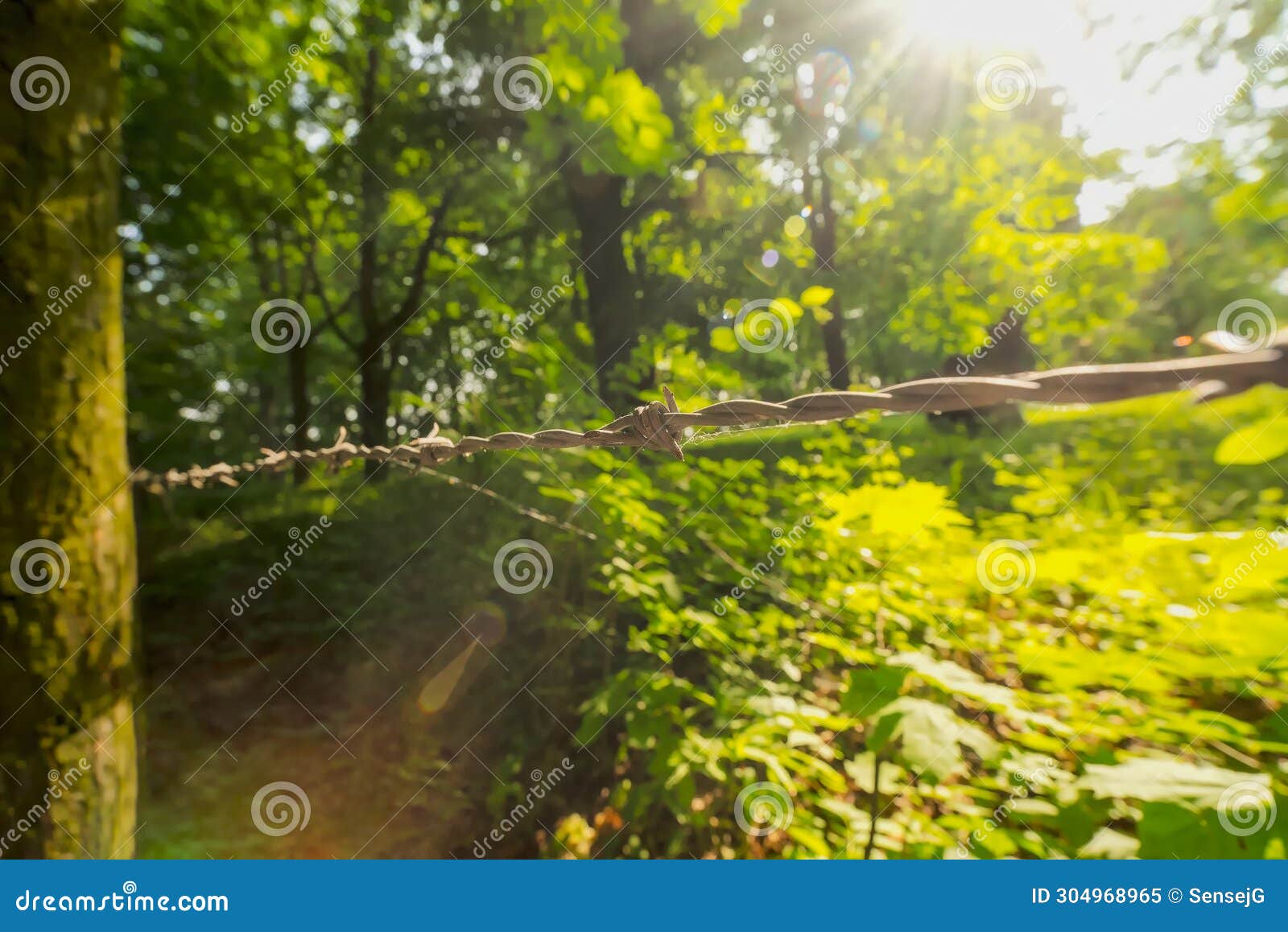 Barbed Wire at the Edge of a Pasture among Forest Trees. Stock Image ...