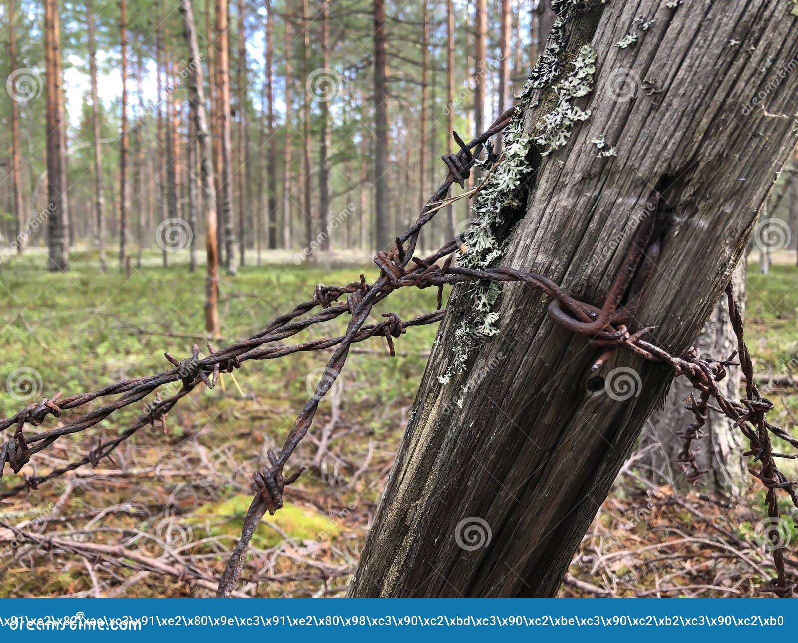 Barbed Wire on a Log in the Forest. Close-up Stock Image - Image of ...