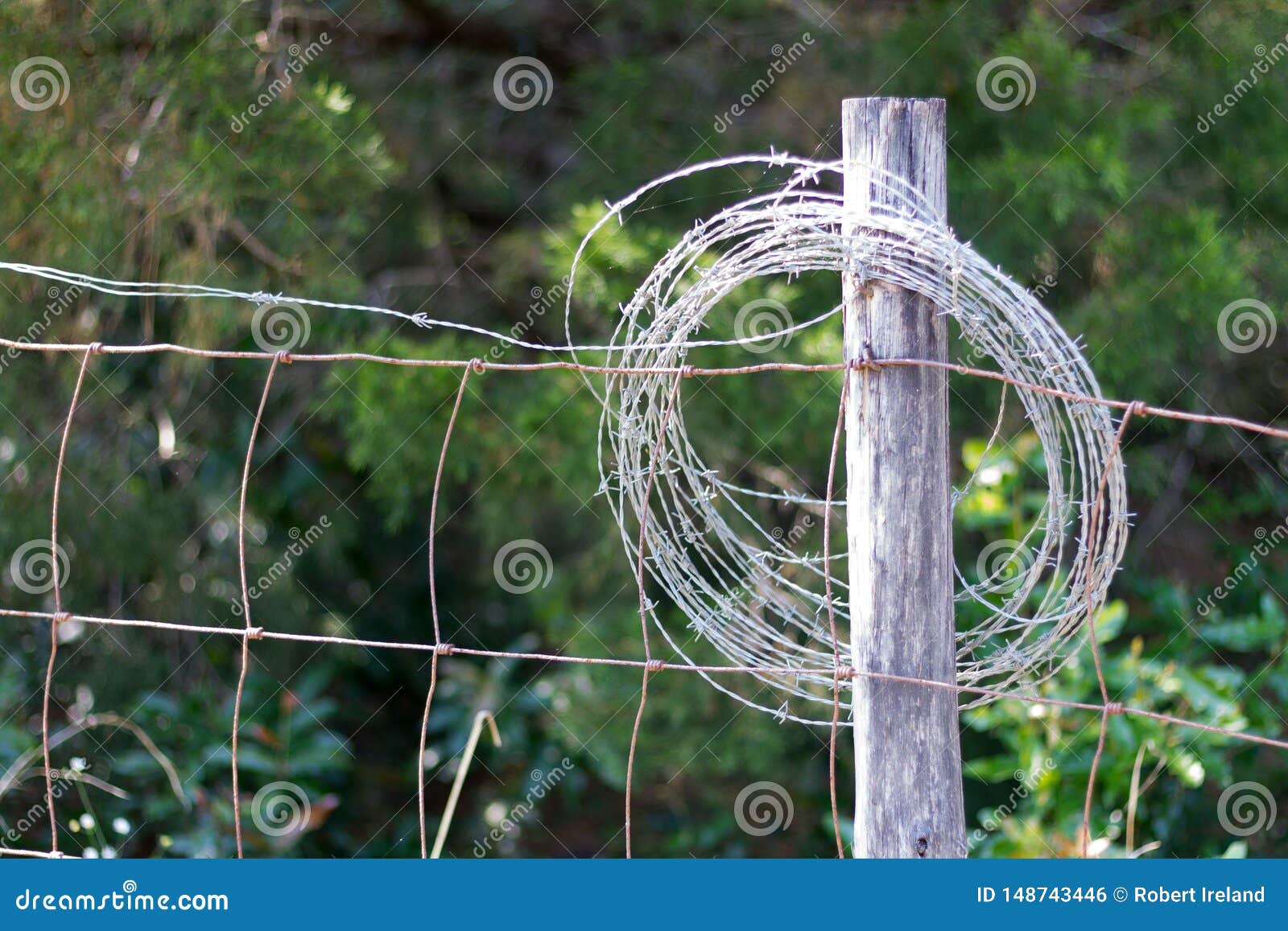Barbed wire loop stock photo. Image of architecture - 148743446