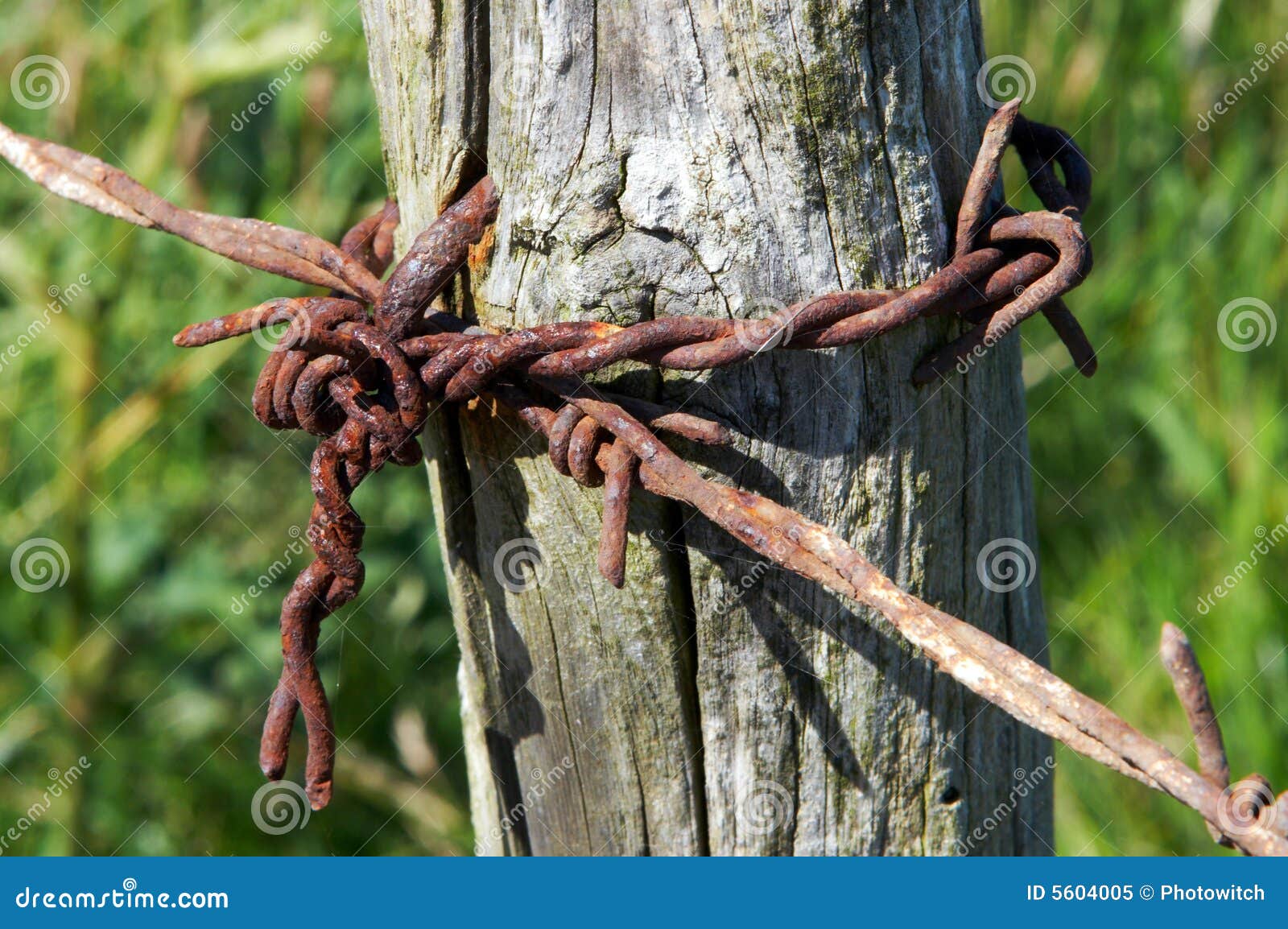 Barbed wire in peace time stock image. Image of wire, rust - 5604005