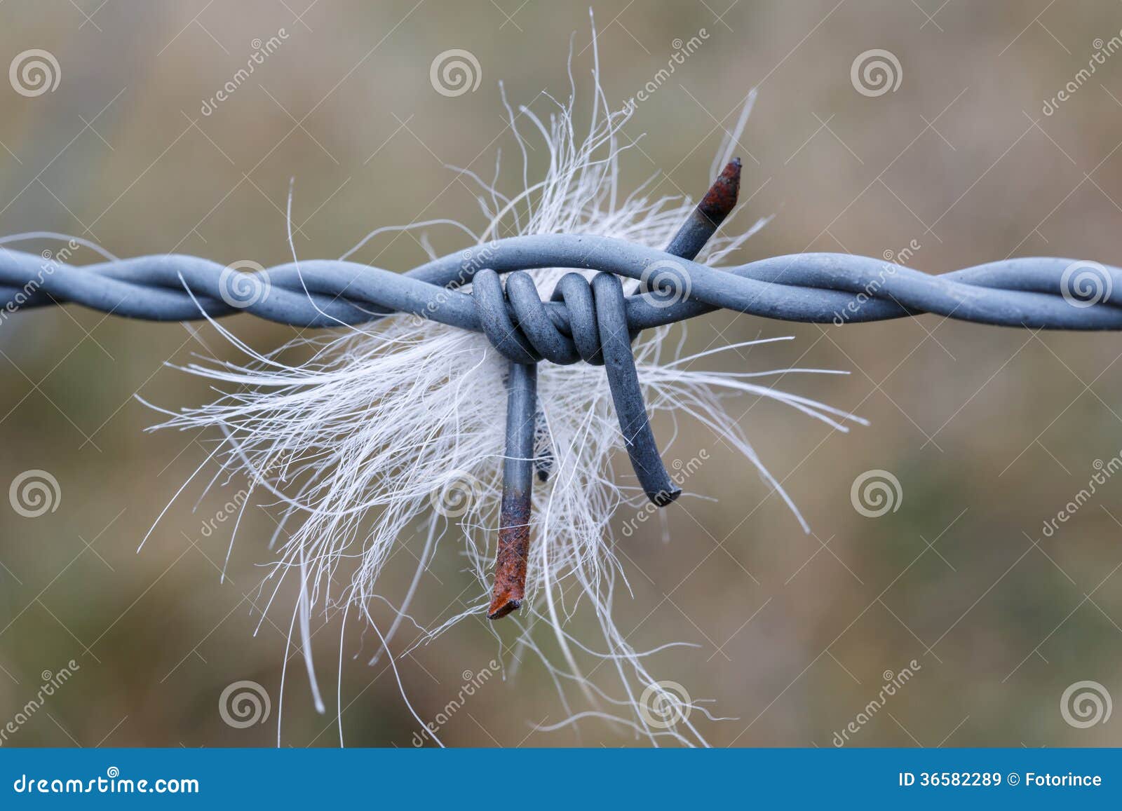 Barbed wire stock image. Image of camp, border, military - 36582289