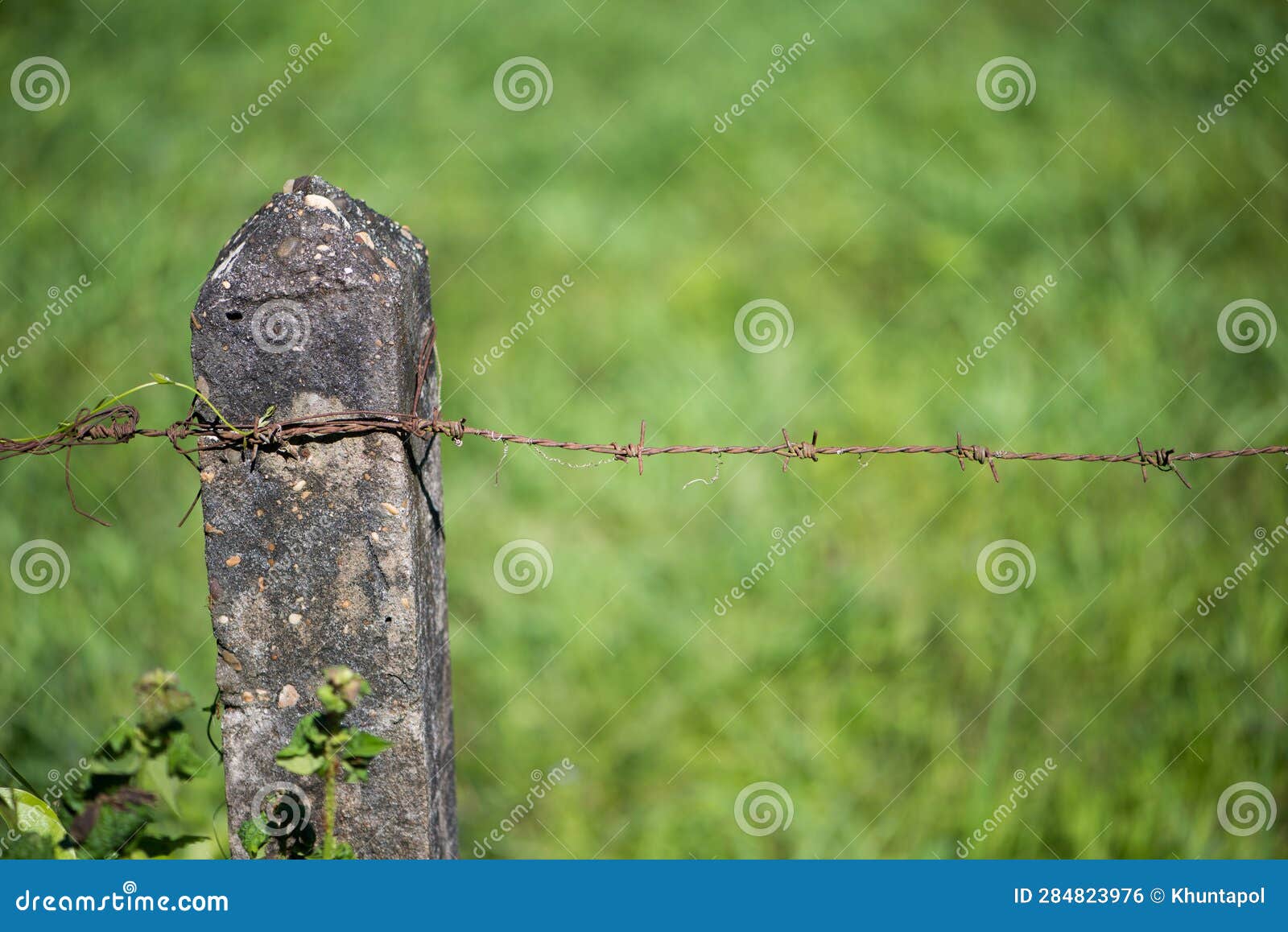 Barbed Wire Rust and Concrete Pole on Green Background Stock Photo ...