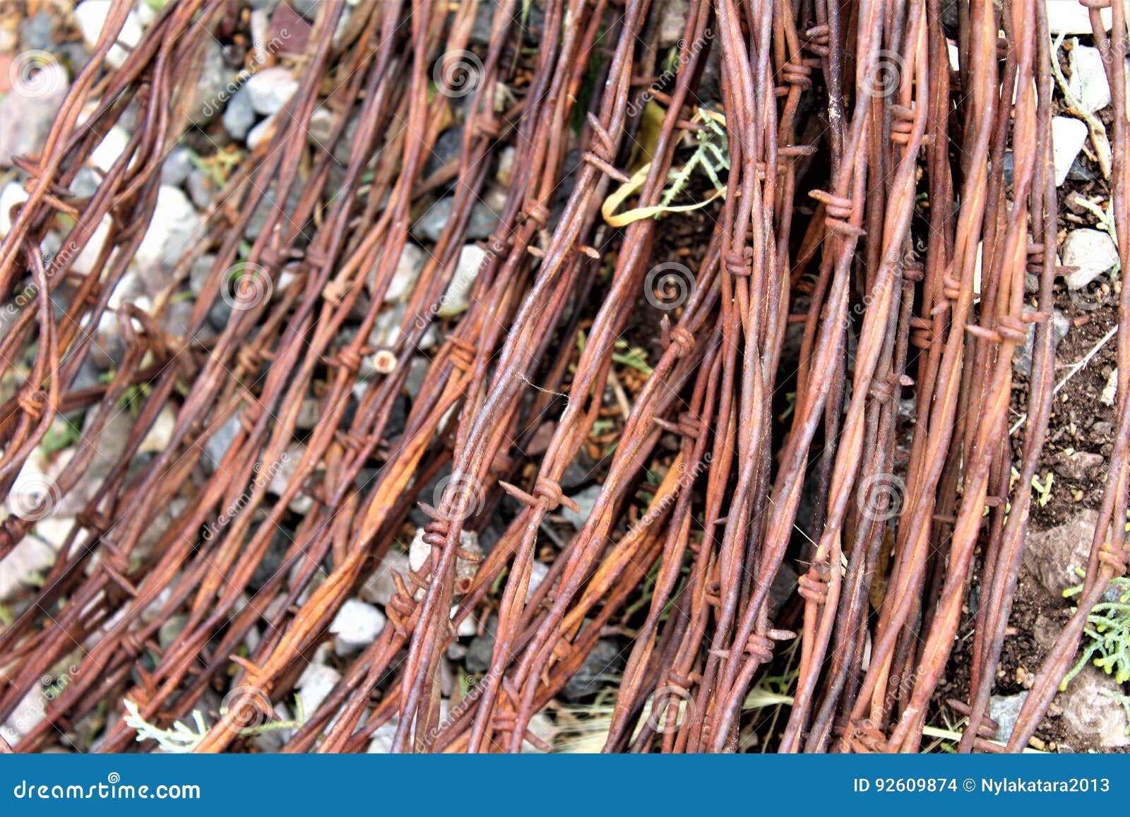 Barbed wire stock photo. Image of points, laying, restraining - 92609874