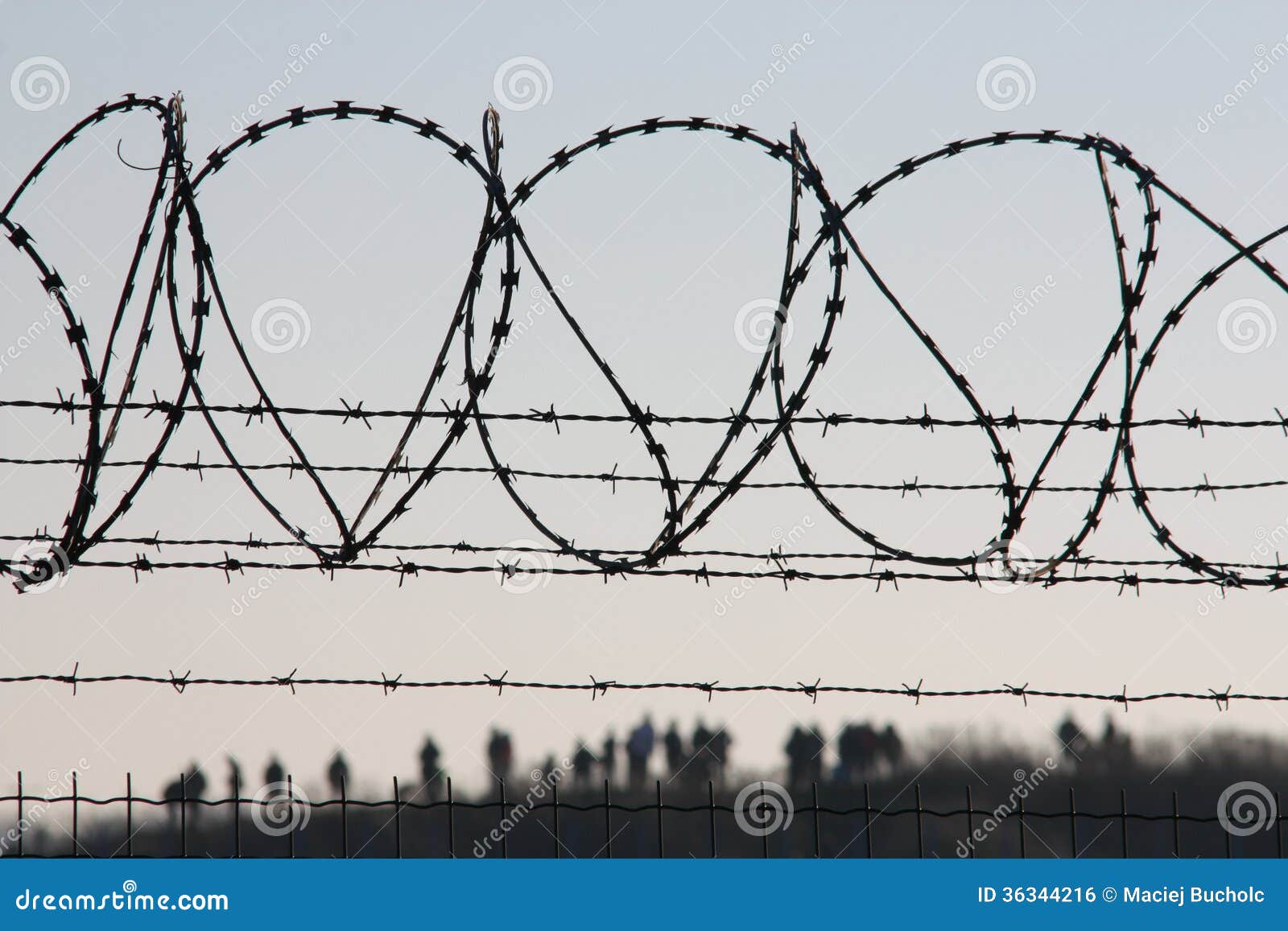Barbed wire stock photo. Image of barbed, needle, thorny - 36344216