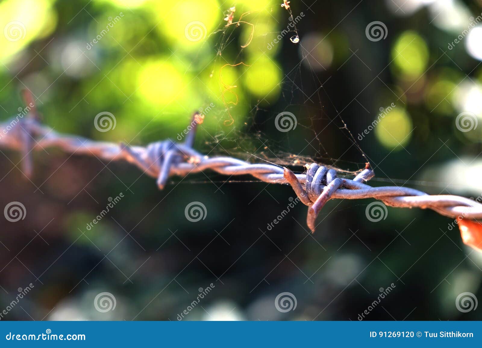 Barbed Wire with Spider Web Stock Photo - Image of obstacle, fencing ...