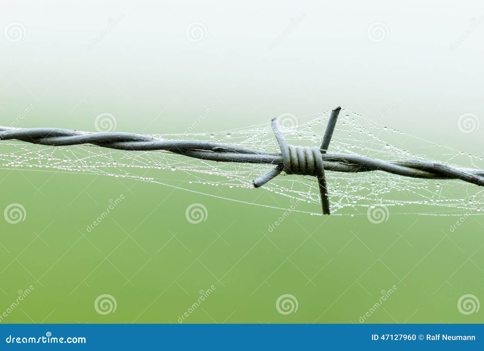 Barbed Wire with Spider Web and Drops of Water Stock Photo - Image of ...