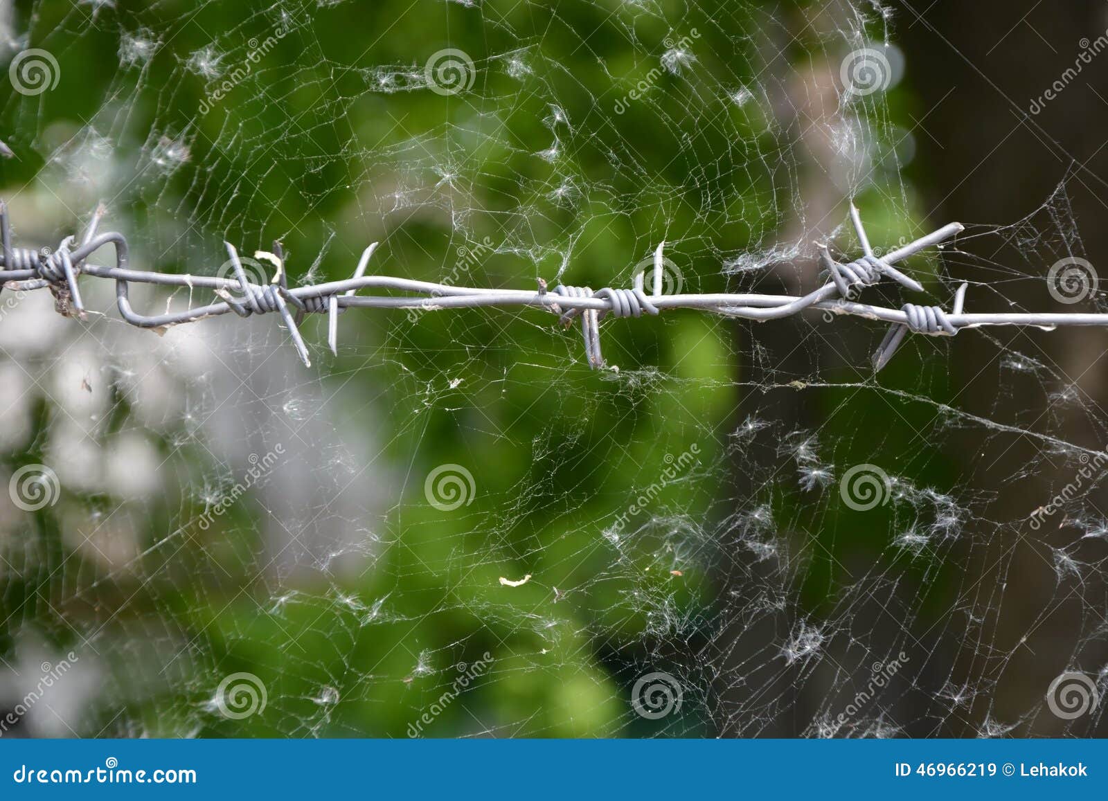Barbed wire and spiderweb stock image. Image of barb - 46966219