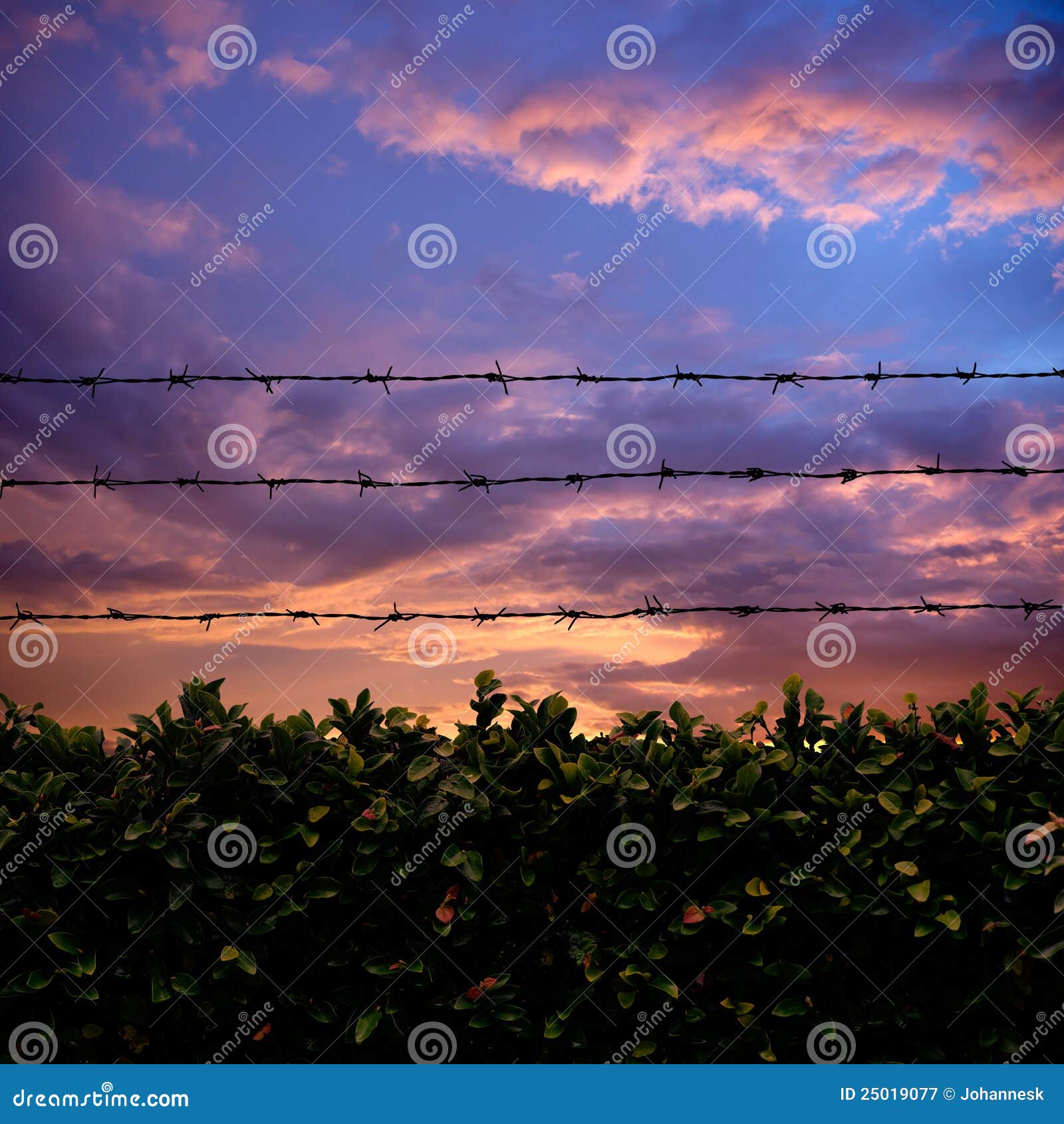 Barbed wire and sunset stock image. Image of sunrise - 25019077