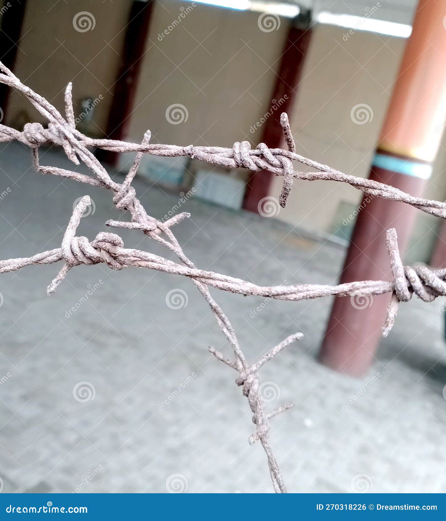 Barbed Wire To Protect the House Stock Photo - Image of iron, plant ...