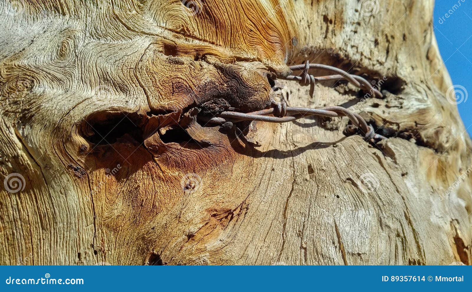 Barbed Wire in Tree stock photo. Image of wire, tree - 89357614