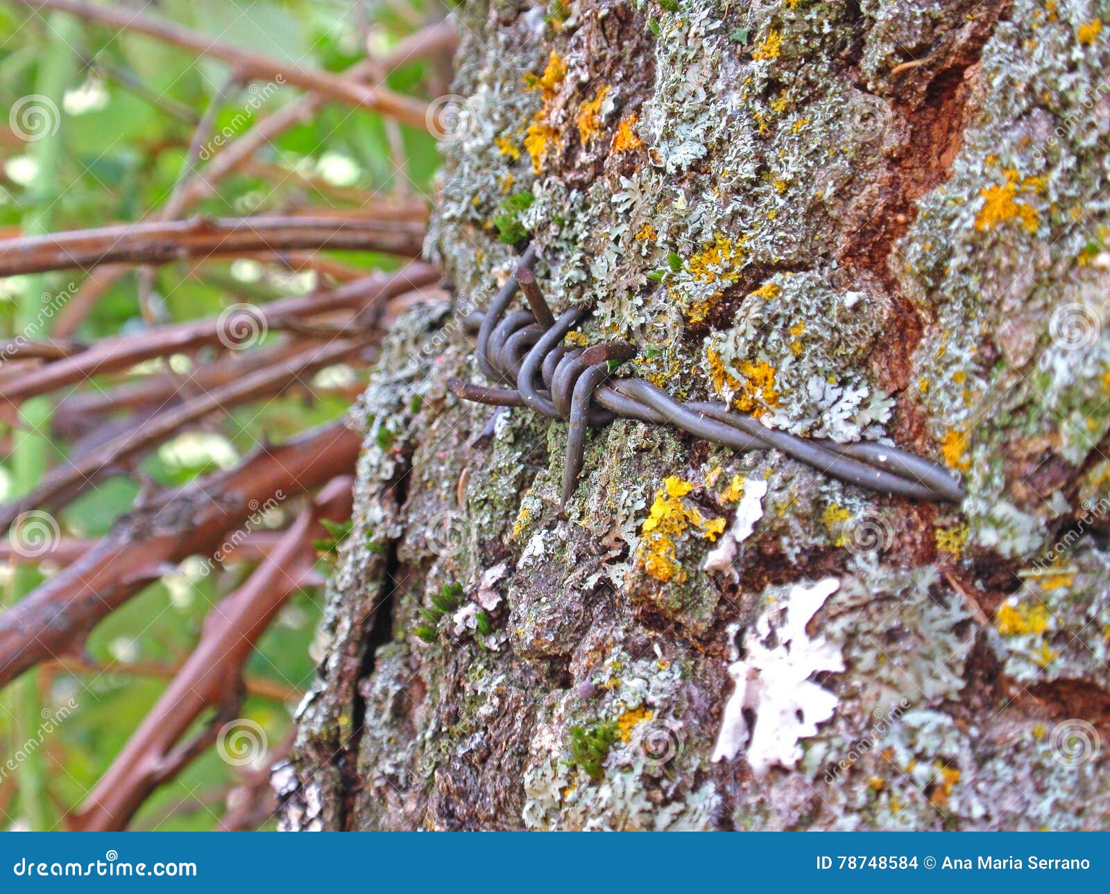 Barbed wire on a tree stock photo. Image of damaged, wounded - 78748584