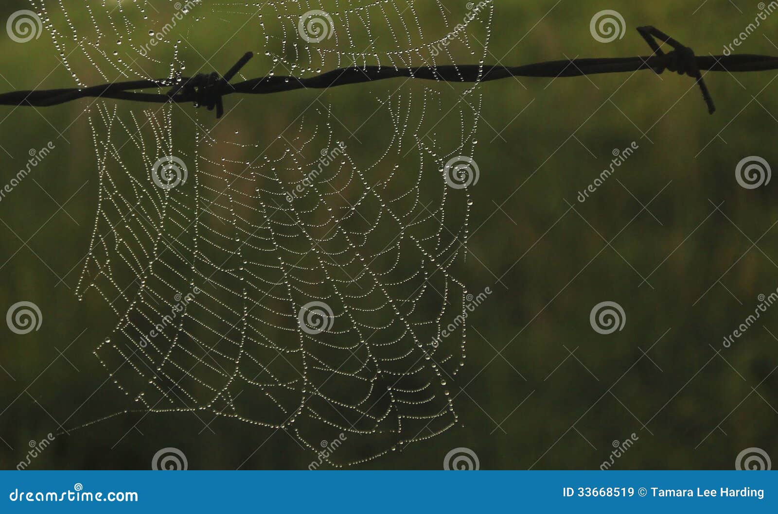 Barbed Wire with Wet Spider Web Stock Image - Image of halloween ...