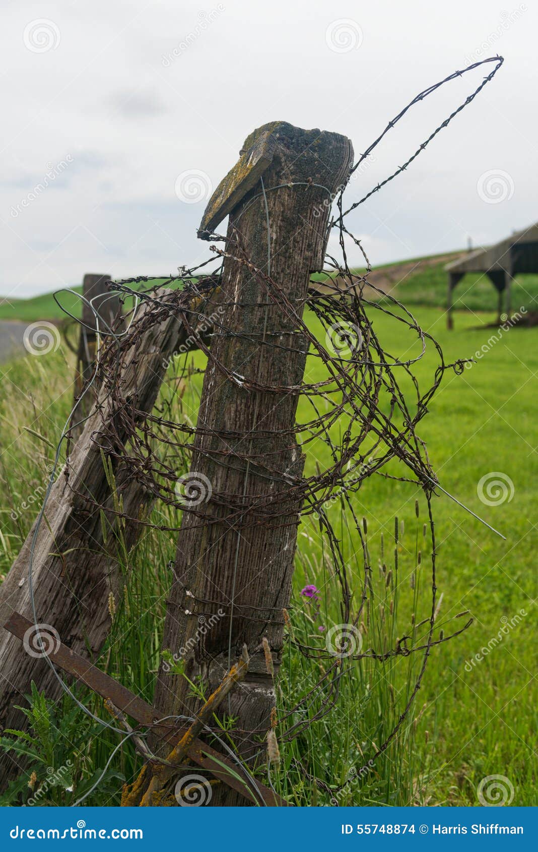 Barbed wire stock photo. Image of rural, washington, farmland - 55748874