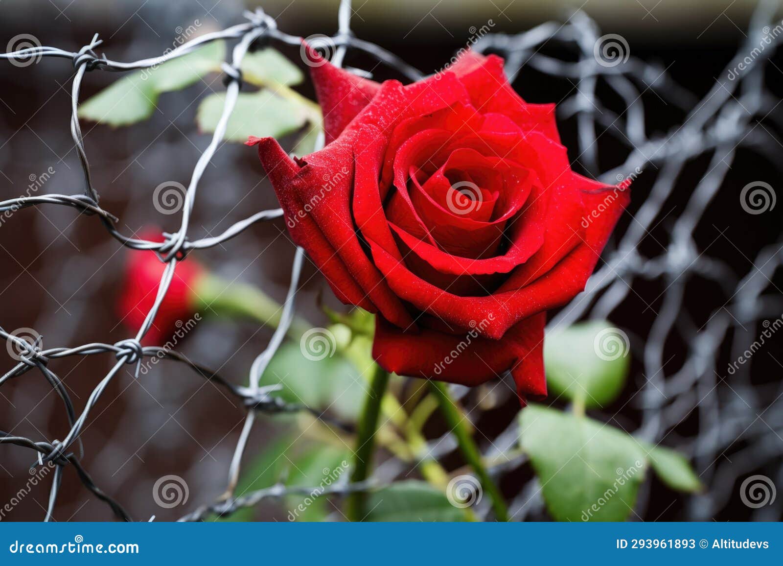 Barbed Wire Wrapped Around a Red Rose Stock Image - Image of generative ...