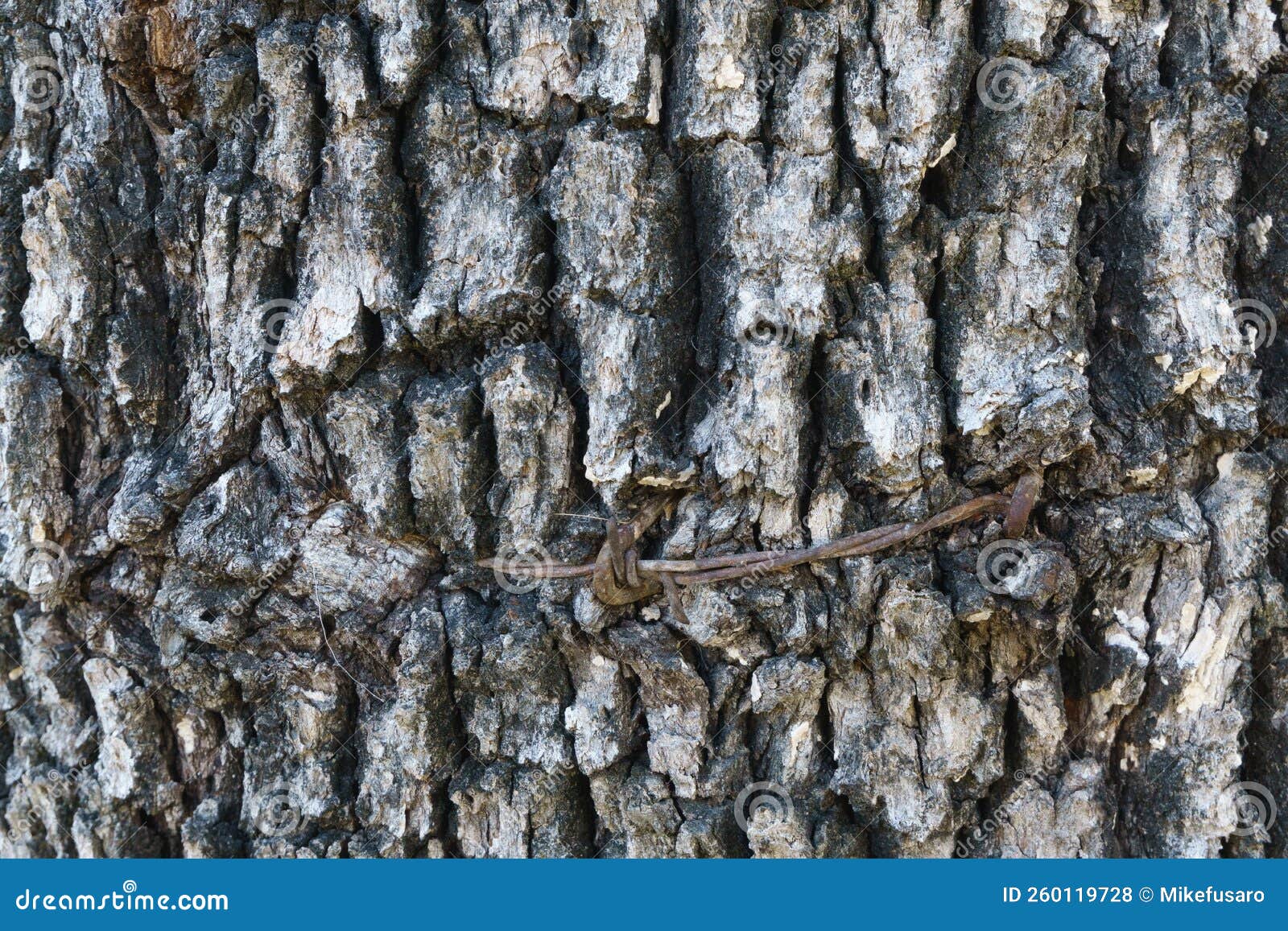 Barbed wired in tree stock photo. Image of industry - 260119728