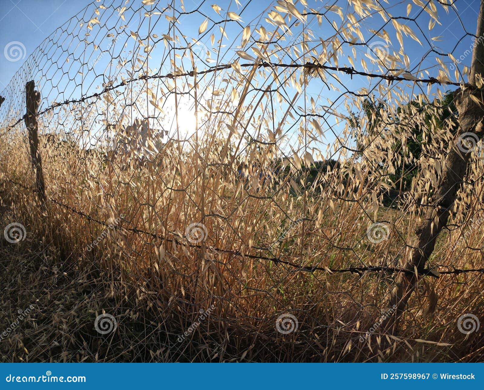 Barbed Wire and Yellow Bush at Sunset Stock Image - Image of tranquil ...