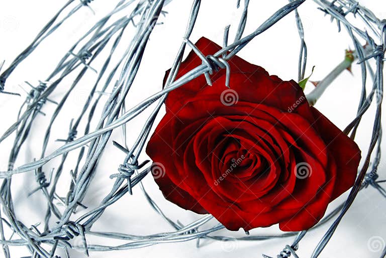 Barbed wired rose stock photo. Image of thorn, wire, spiny - 5010952