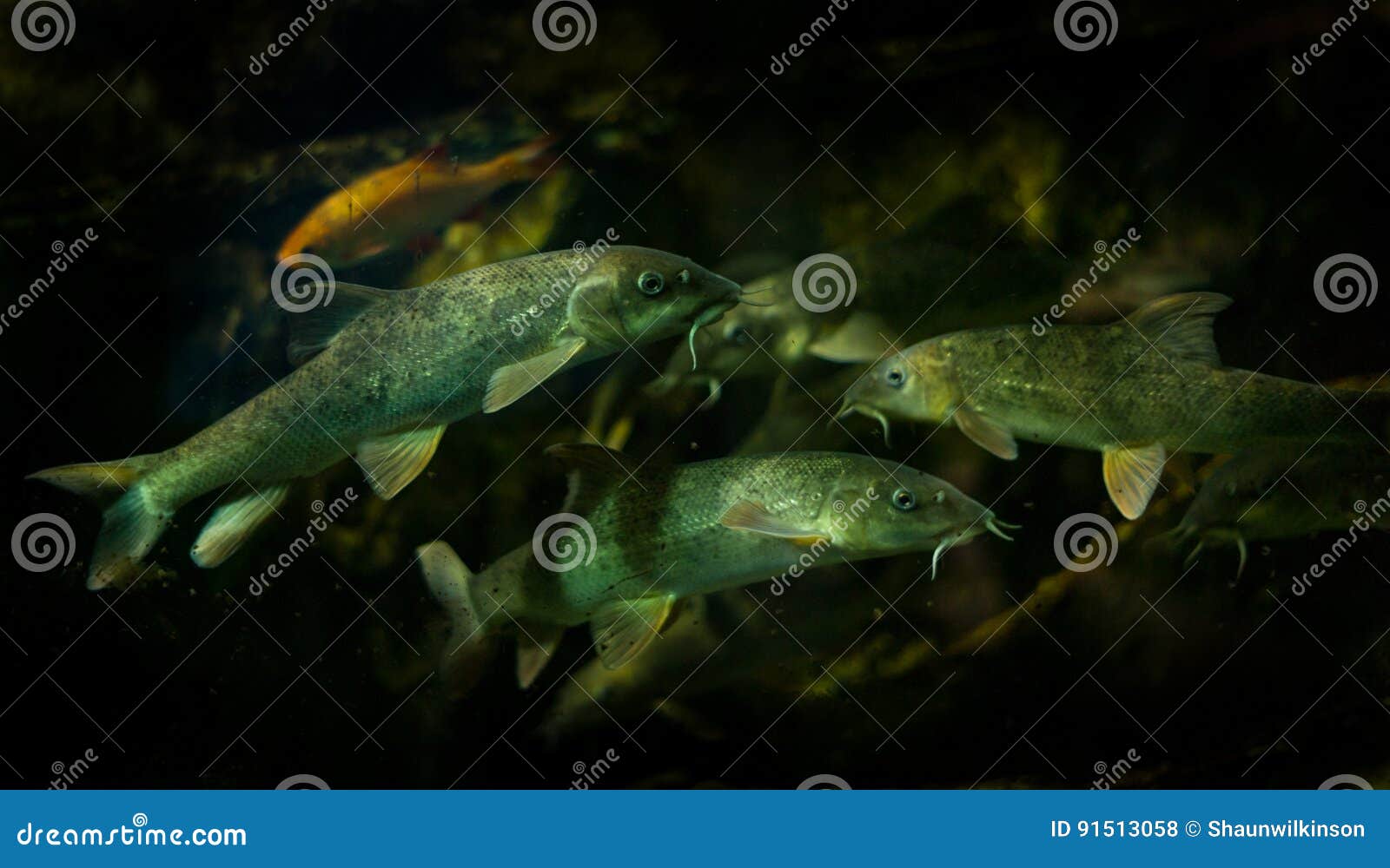 Barbel stock photo. Image of wildlife, nature, europe - 91513058