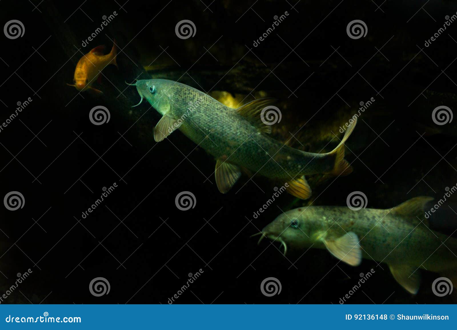 Barbel stock photo. Image of europe, barb, natural, lake - 92136148