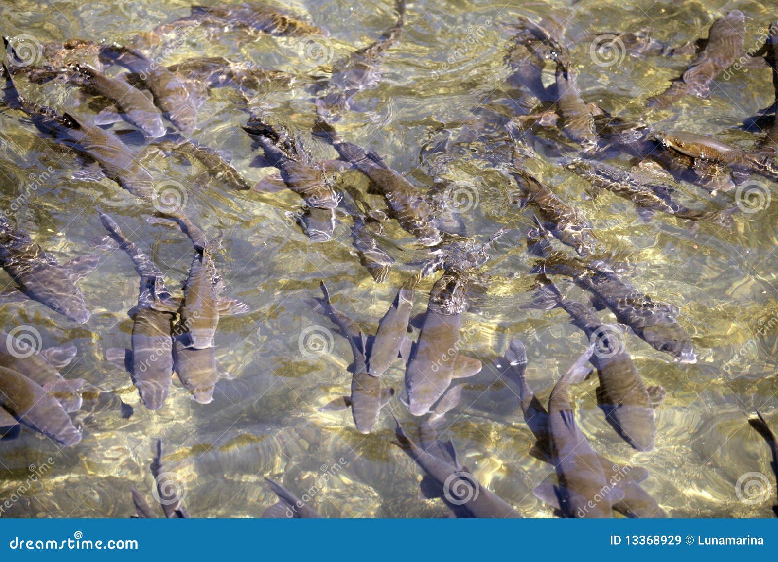Barbel Shoal of Fish in a Crowded River Surface Stock Image - Image of ...