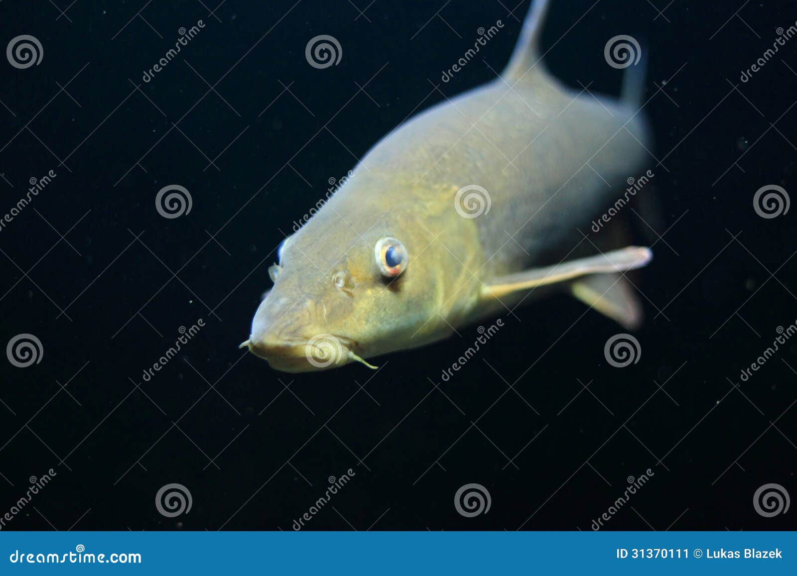 Common Barbel, Barbus Barbus, Is A Species Of Freshwater Fish Stock ...