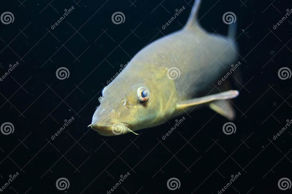 Barbel stock image. Image of freshwater, european, barbel - 31370111