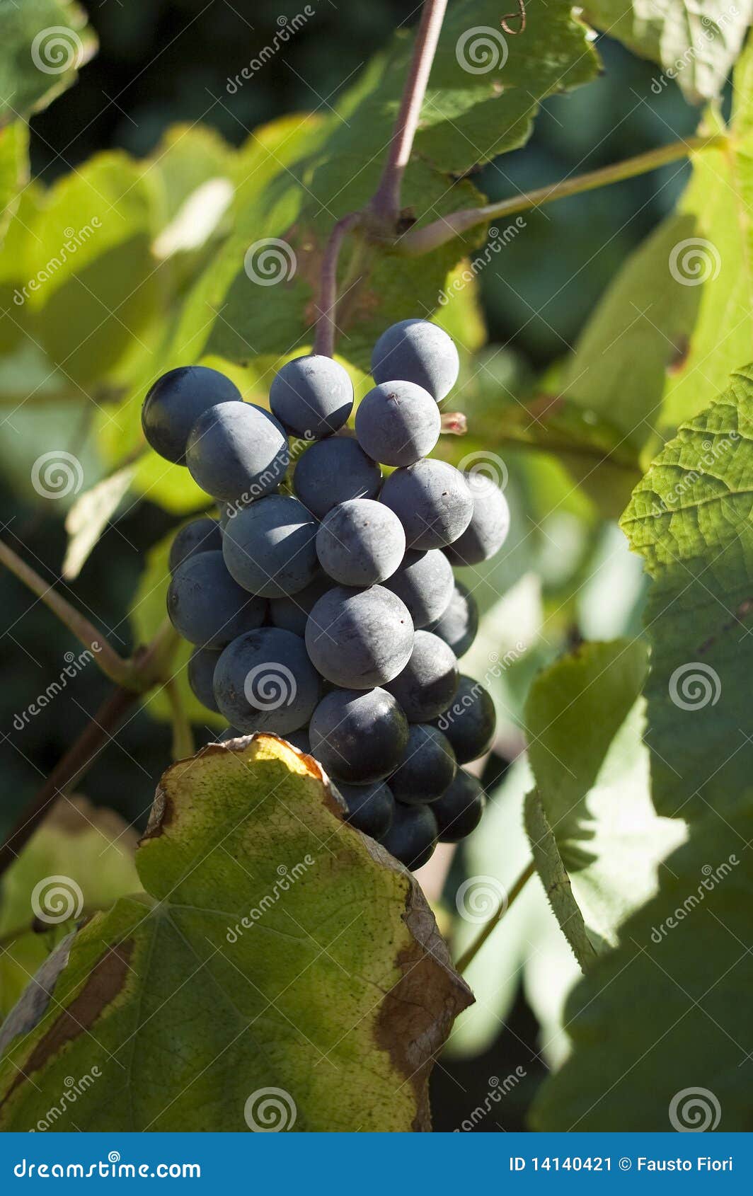 Barbera grape stock image. Image of winemaking, rural - 14140421