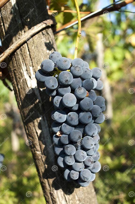 Barbera grape stock photo. Image of color, rural, scenics - 14140424