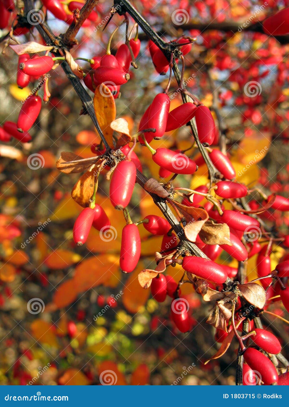 700 Red Barberries Stock Photos - Free & Royalty-Free Stock Photos from ...