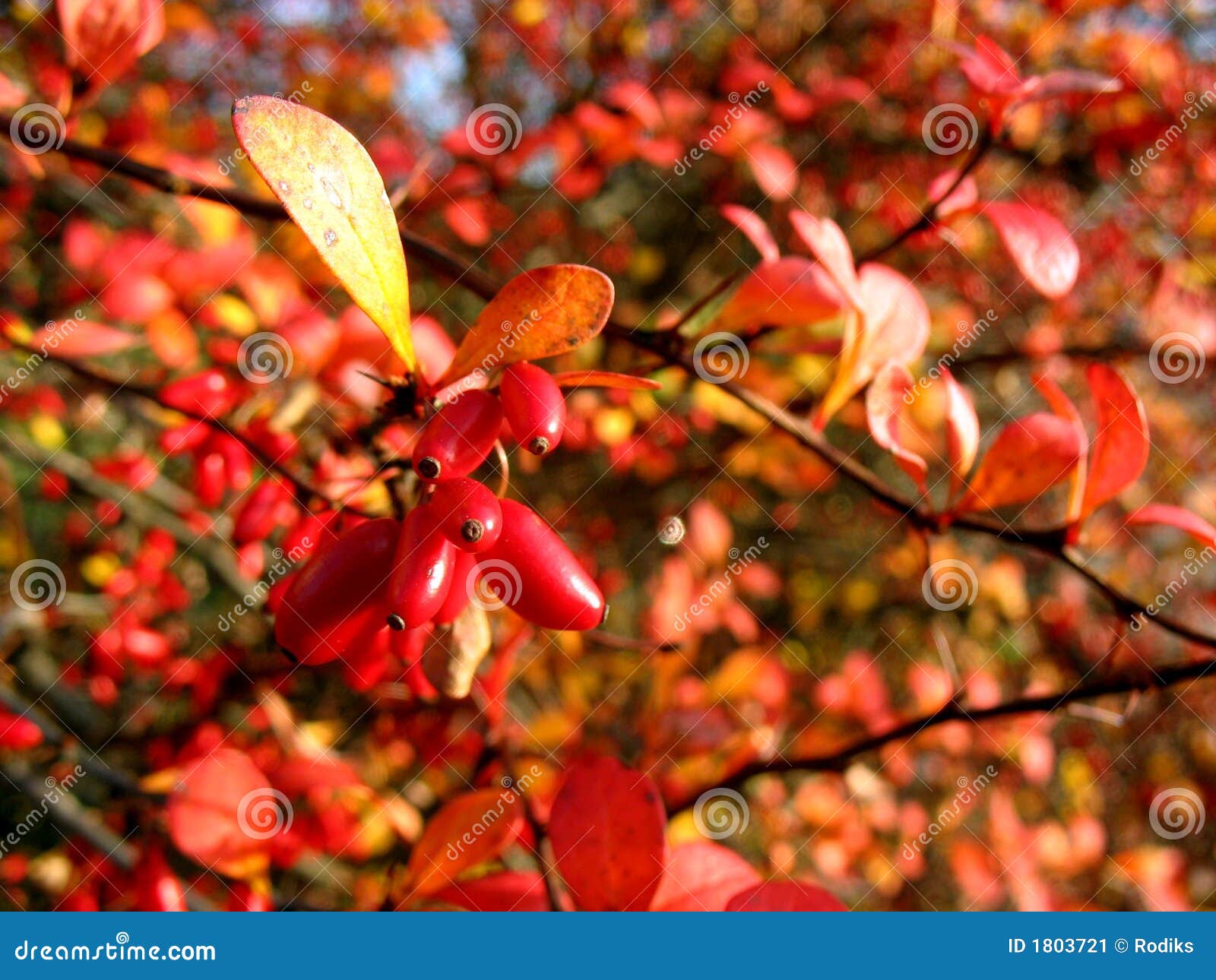 Barberries (Berberis Vulgaries) Stock Image - Image of european ...