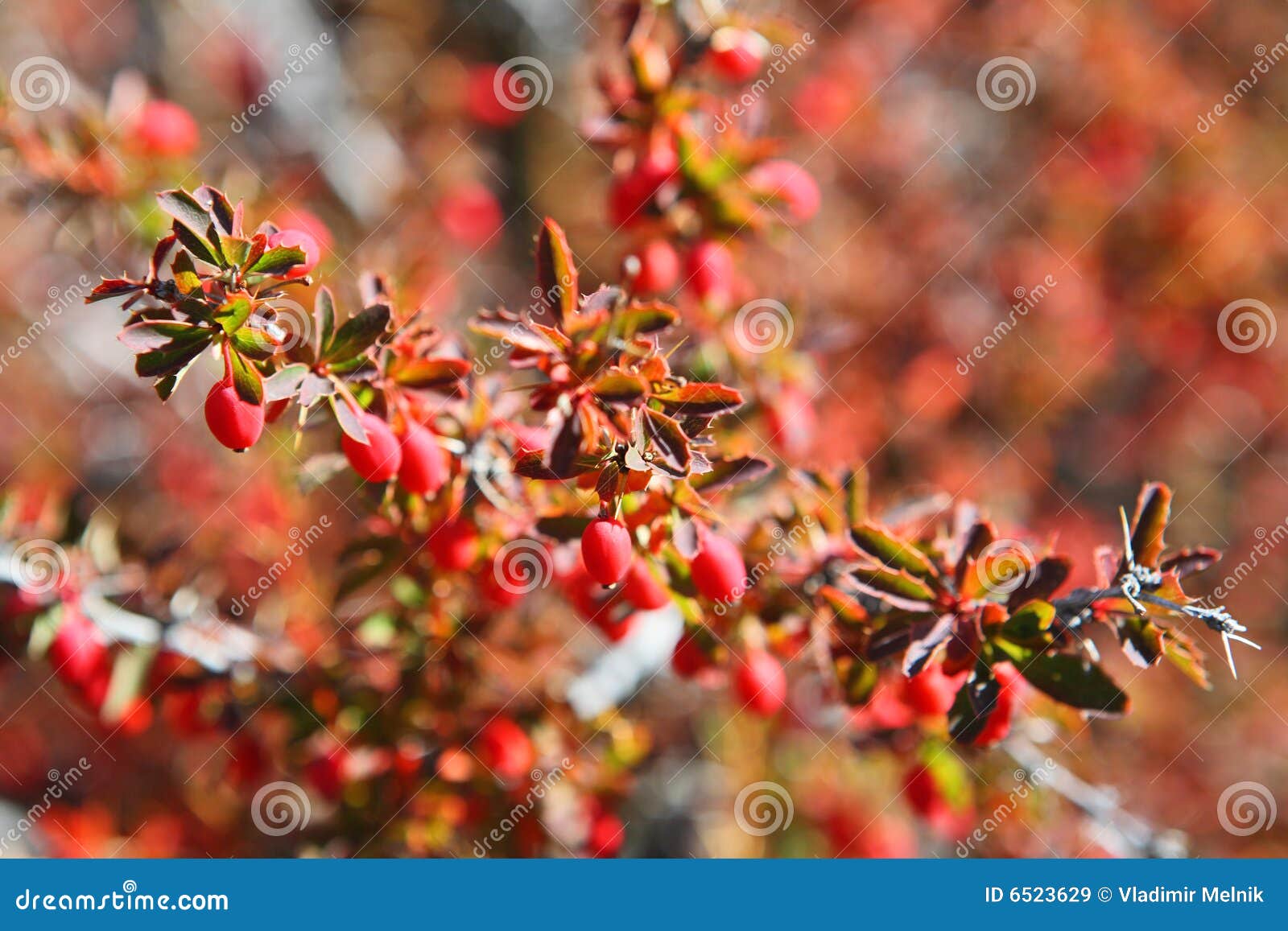Barberries Shrubs with Fruits Stock Image - Image of barberry, plant ...