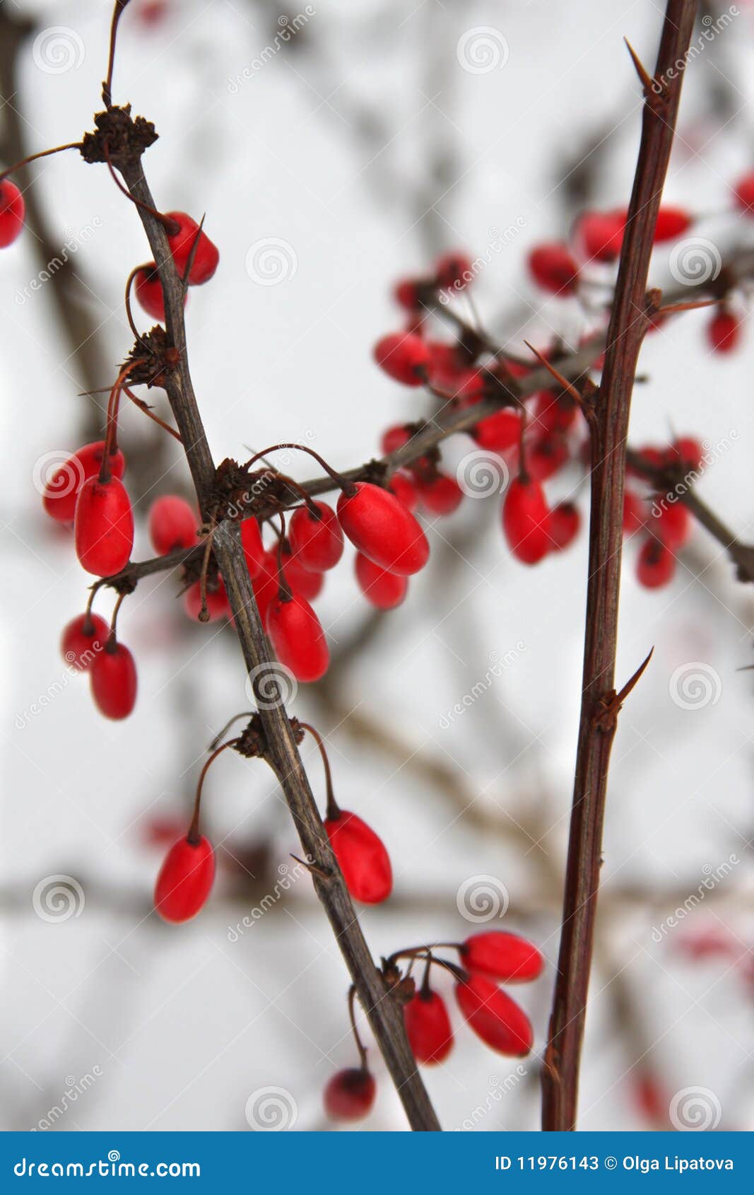 Barberries in the snow stock image. Image of garden, food - 11976143