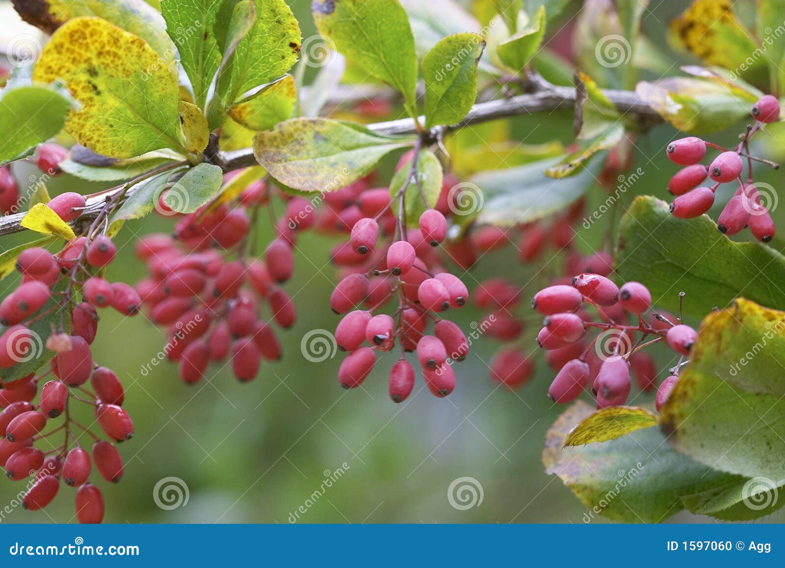 Barberry stock photo. Image of ripe, fruit, grown, flora - 1597060