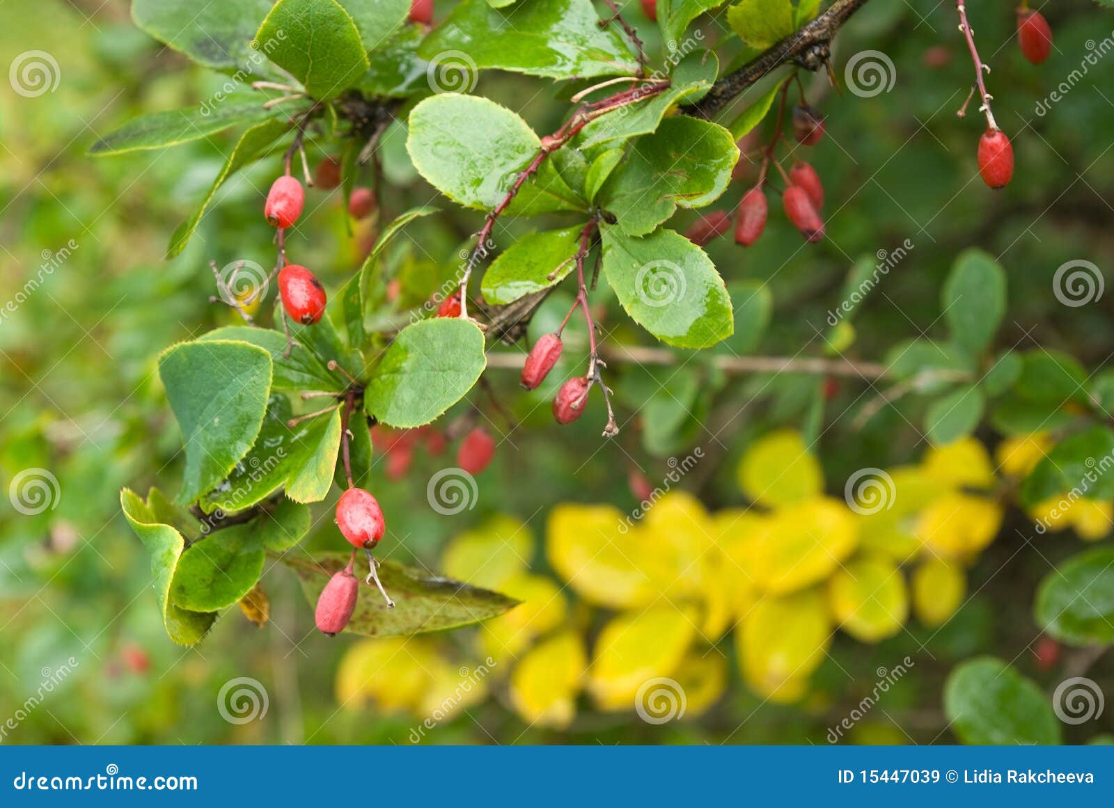 Barberry Berries and Leaves Stock Image - Image of bush, dull: 15447039