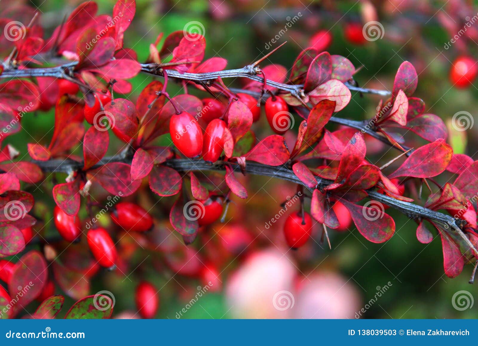Barberry Branch with Red Berries Stock Image - Image of garden, home ...