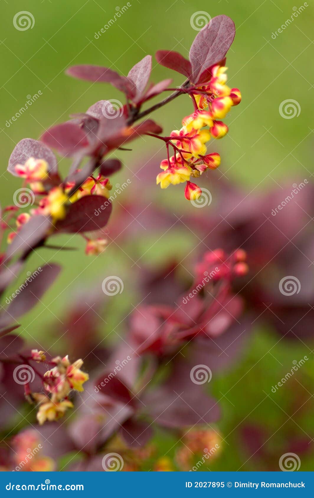 Barberry flowers stock image. Image of close, blossom - 2027895