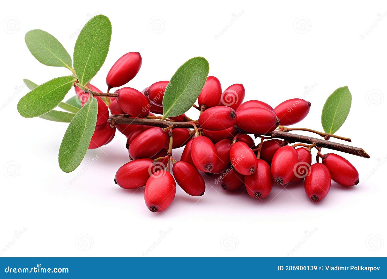 Barberry Isolated on White Background Stock Illustration - Illustration ...