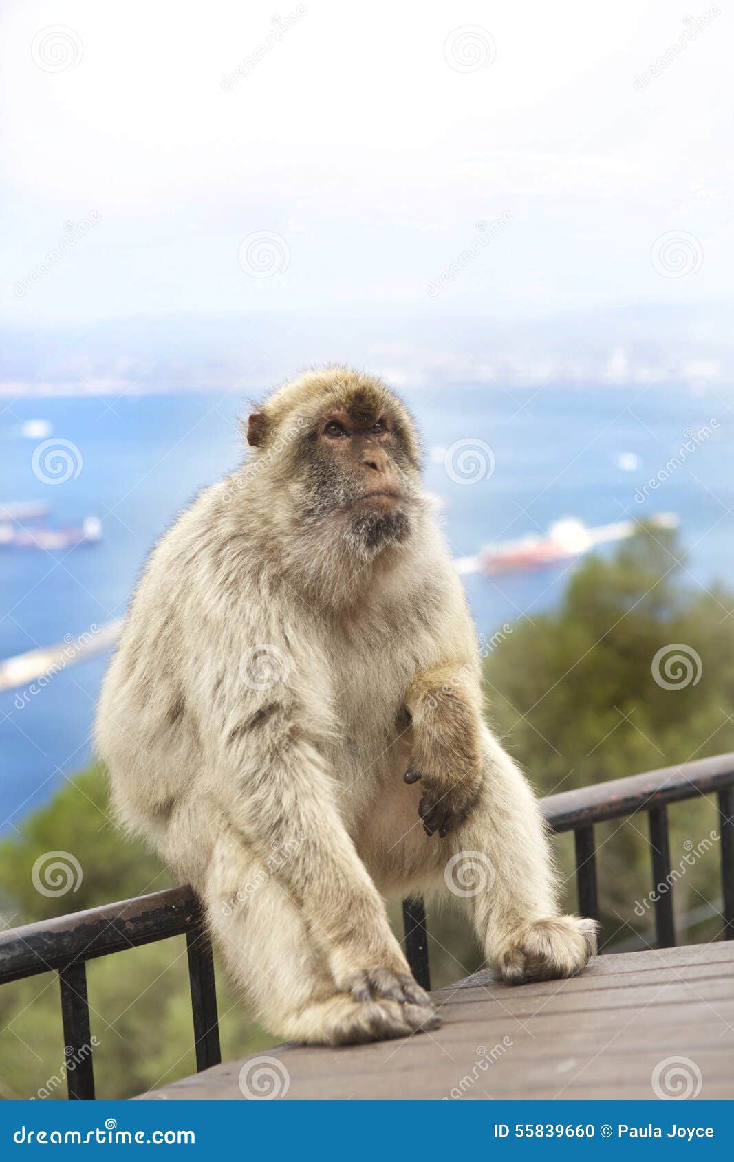 An Barberry Monkey Sitting on a Railing on the Rock of Gibraltar Stock ...