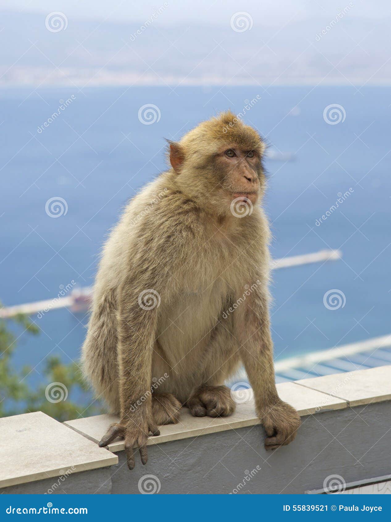 An Barberry Monkey Sitting on the Rock of Gibraltar Stock Image - Image ...