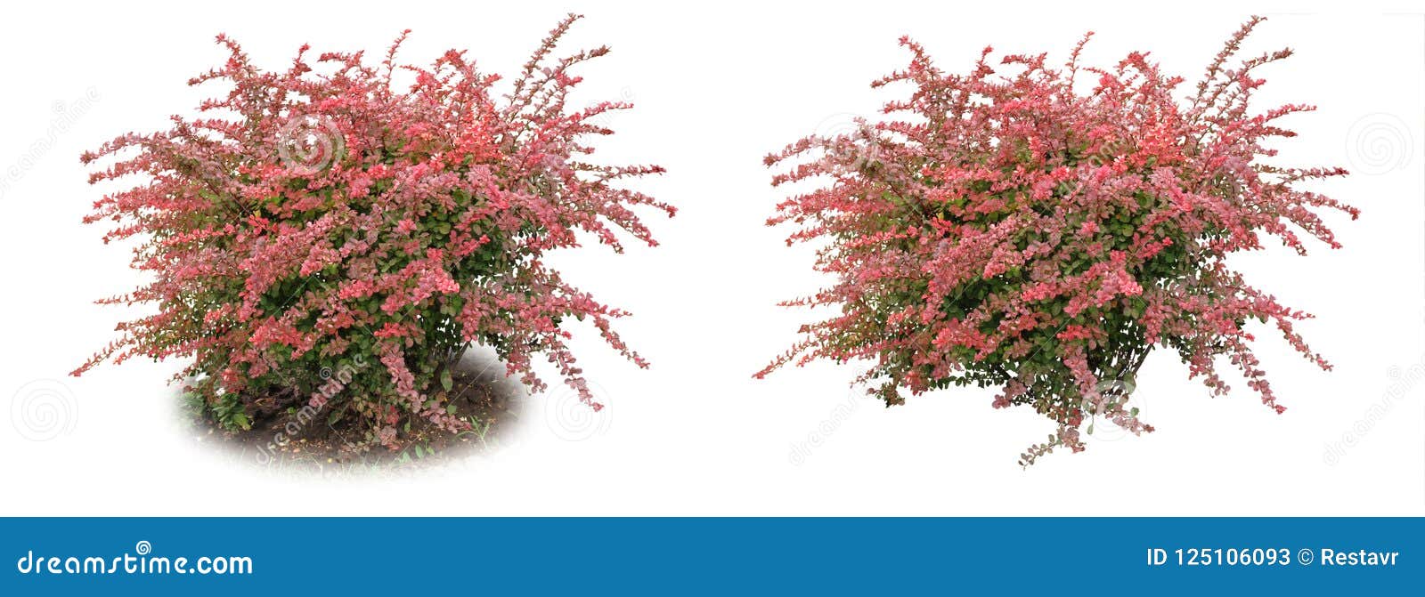 Barberry Ordinary - a Decorative Bush. Stock Image - Image of beautiful ...