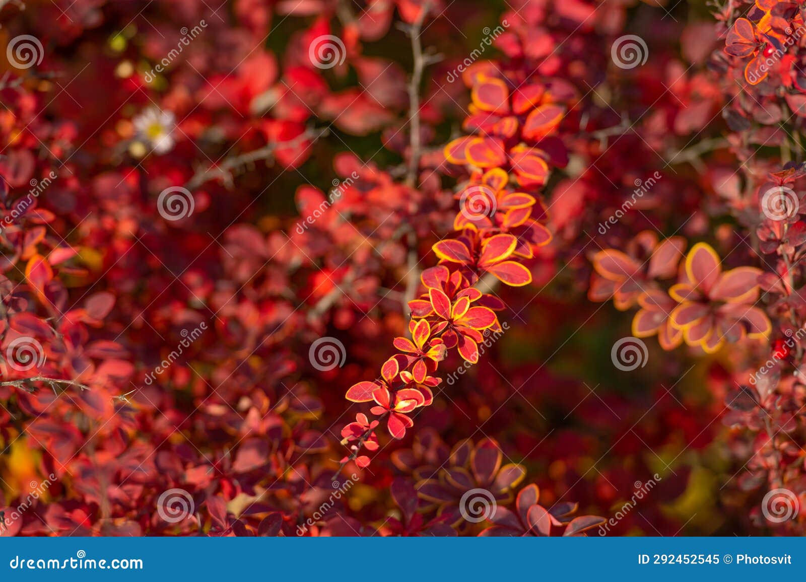 Barberry Plant Bush with Red Branch in Fall Stock Image - Image of ...