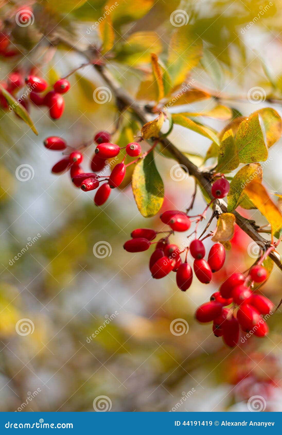 Barberry stock image. Image of summer, fall, food, berries - 44191419
