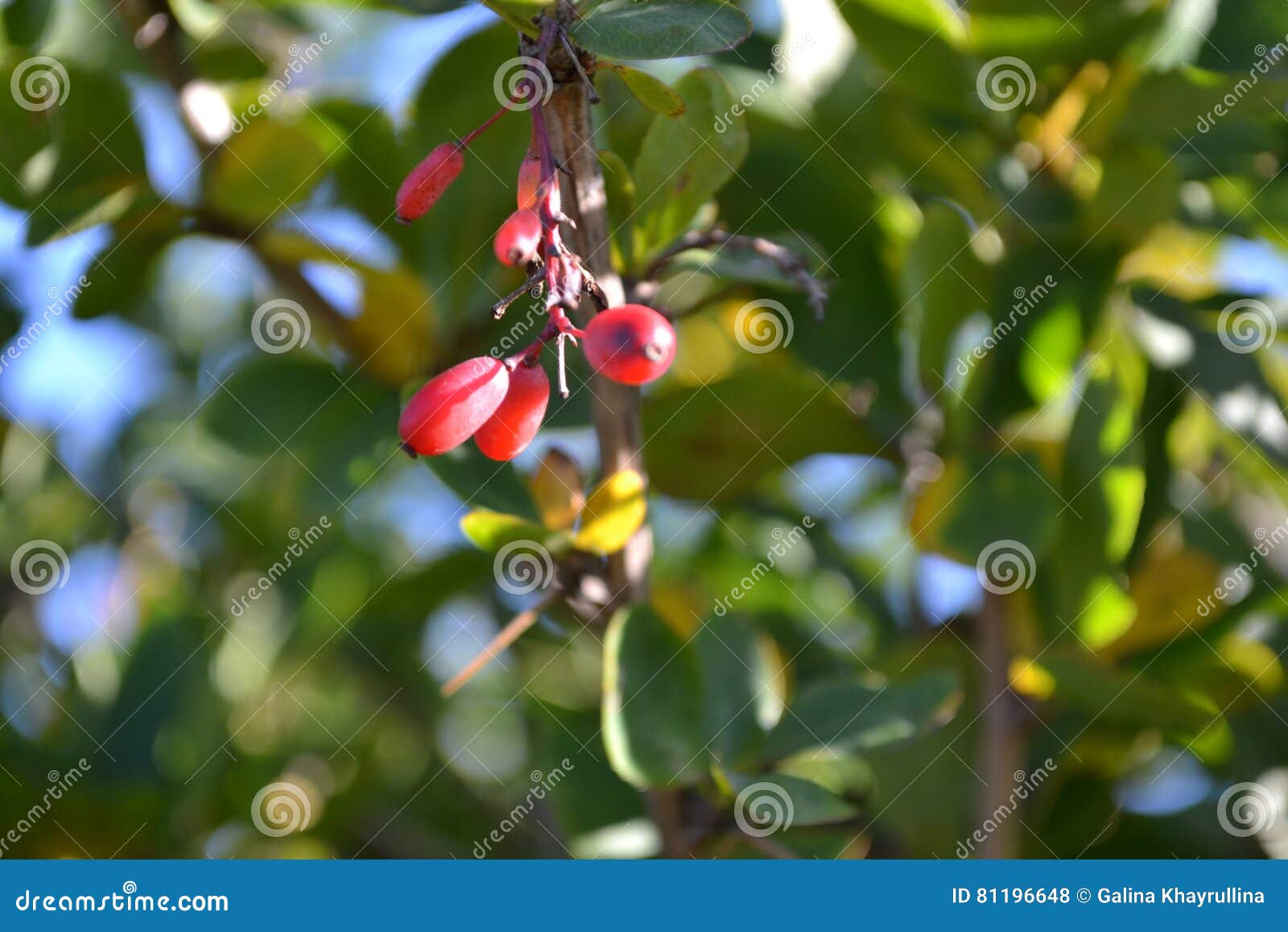 Barberry tree stock photo. Image of great, august, lovely - 81196648