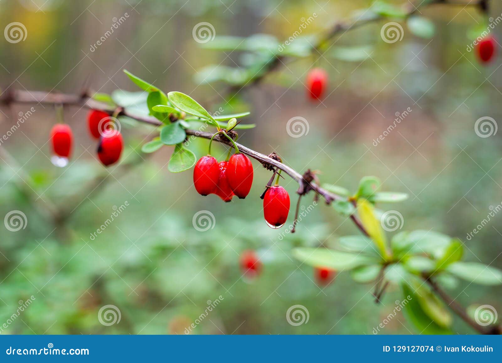 Barberry Wild Berries in the Forest Wet Stock Photo - Image of leaves ...
