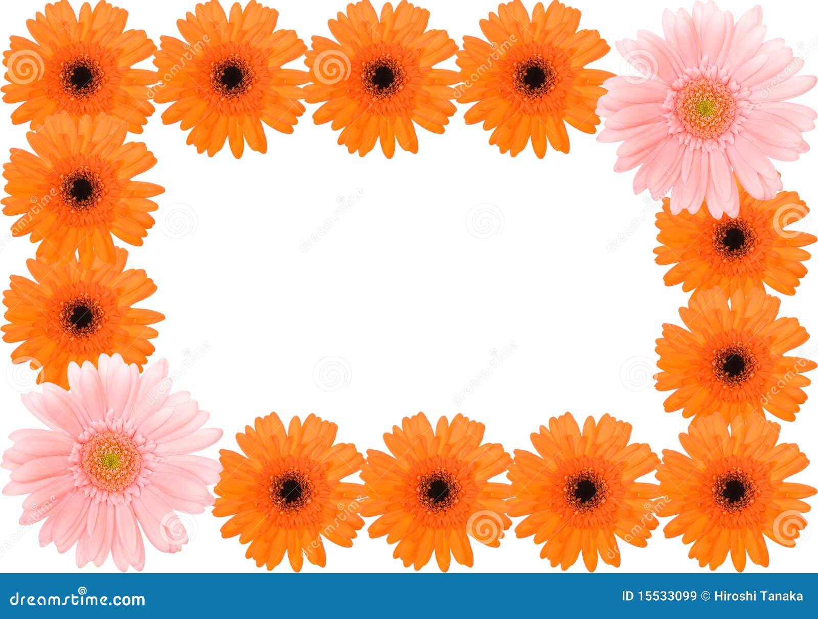 Barberton daisy frame stock illustration. Illustration of material ...
