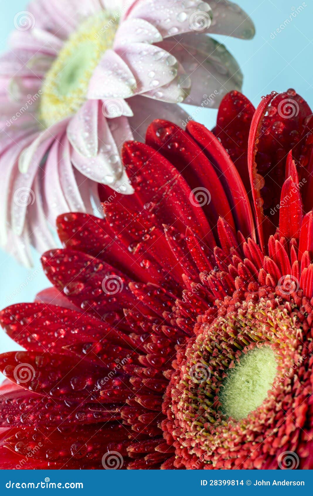 Barberton Daisy(Gerbera Jamesonii) Stock Photo - Image of madeliefie ...