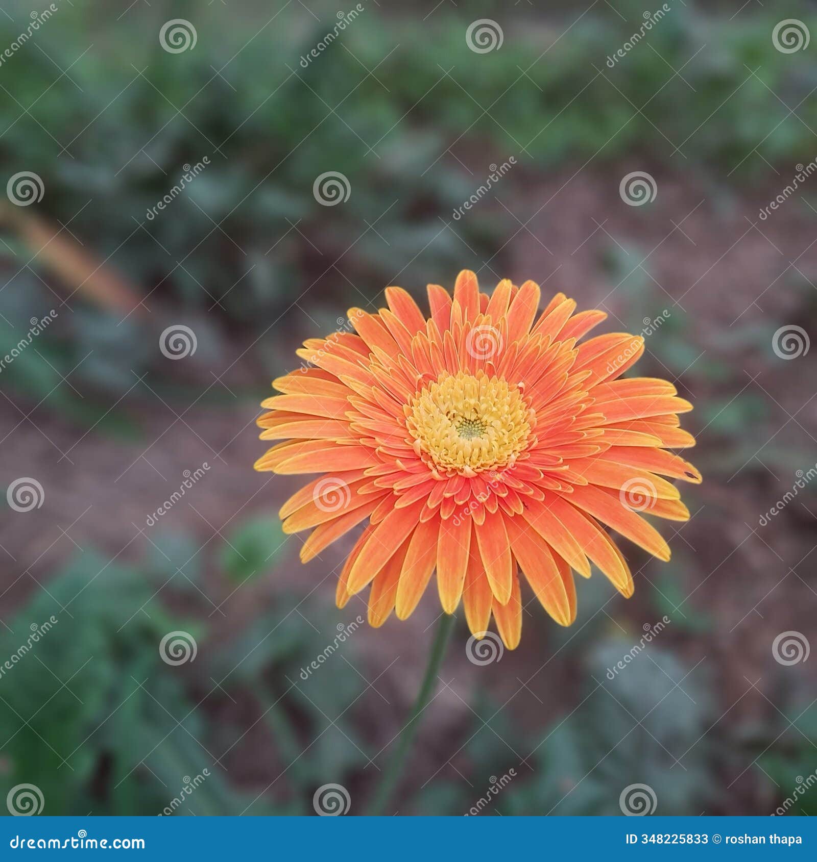 Two Barberton Daisy Gerbera With Leaves In Background. Known Transvaal ...