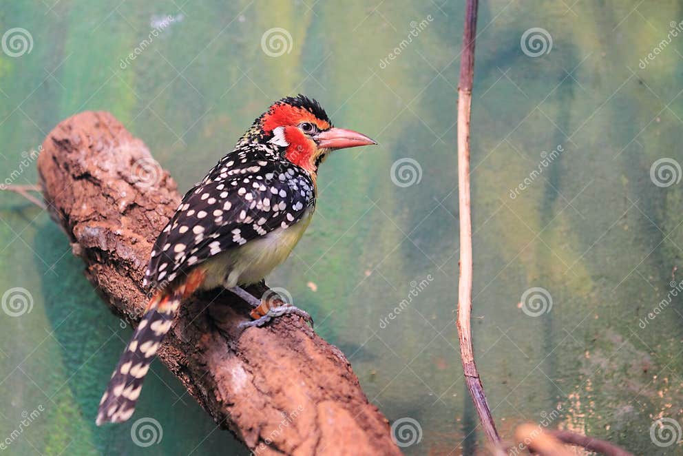 Barbican Rouge-et-jaune image stock. Image du séance - 31369409